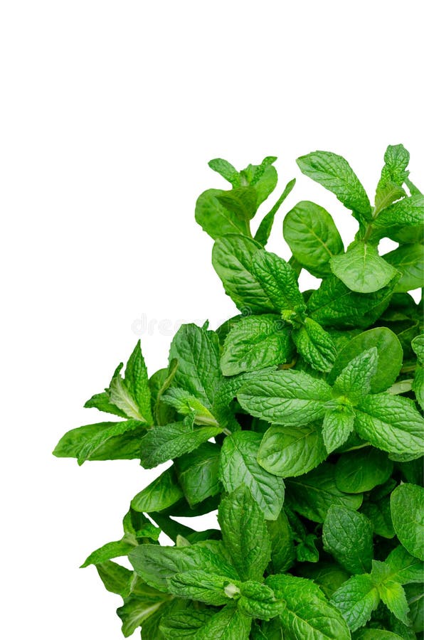 Fresh green mint stock image. Image of abstract, mint - 185754669