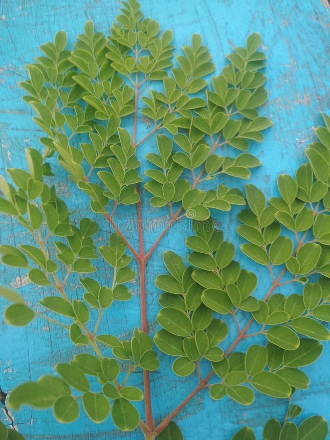 Fresh green Moringa leave stock photo. Image of moringa - 165868914