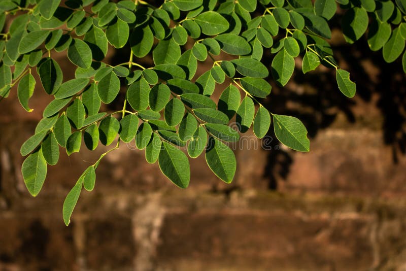 Fresh Moringa Leaves. Brick Walls are Covered with Leaves of Sajna Tree ...