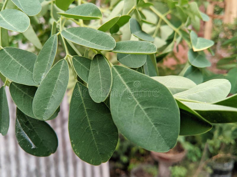 Fresh Green Moringa Leaves in the Yard Stock Image - Image of leaves ...