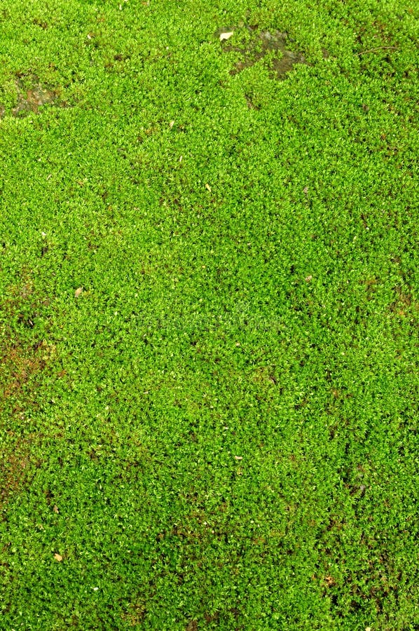 Fresh Green Moss Background Stock Photo - Image of foliage, green: 25856424