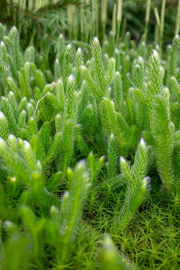 Fresh green moss in forest stock image. Image of close - 177511241