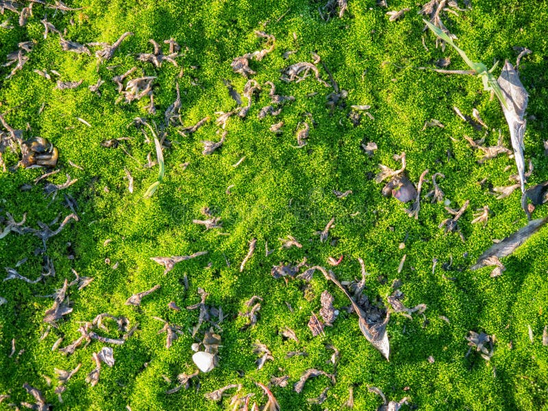 Wetland Texture Seamless Stock Photos - Free & Royalty-Free Stock ...