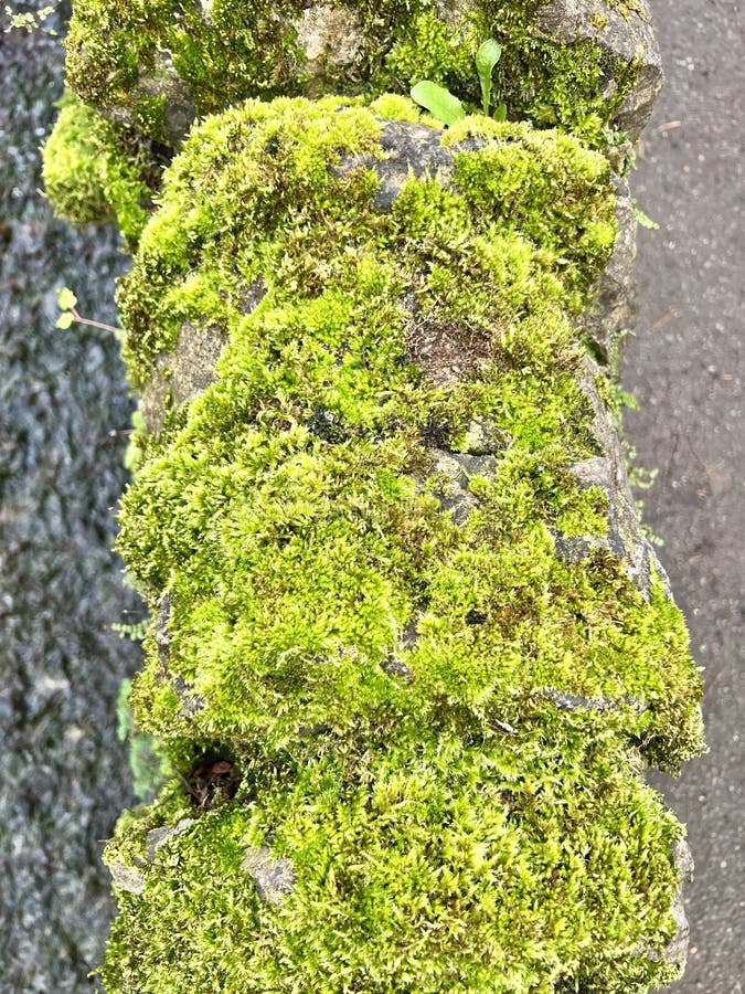 Moss stock image. Image of plants, green, walls, fresh - 309048085