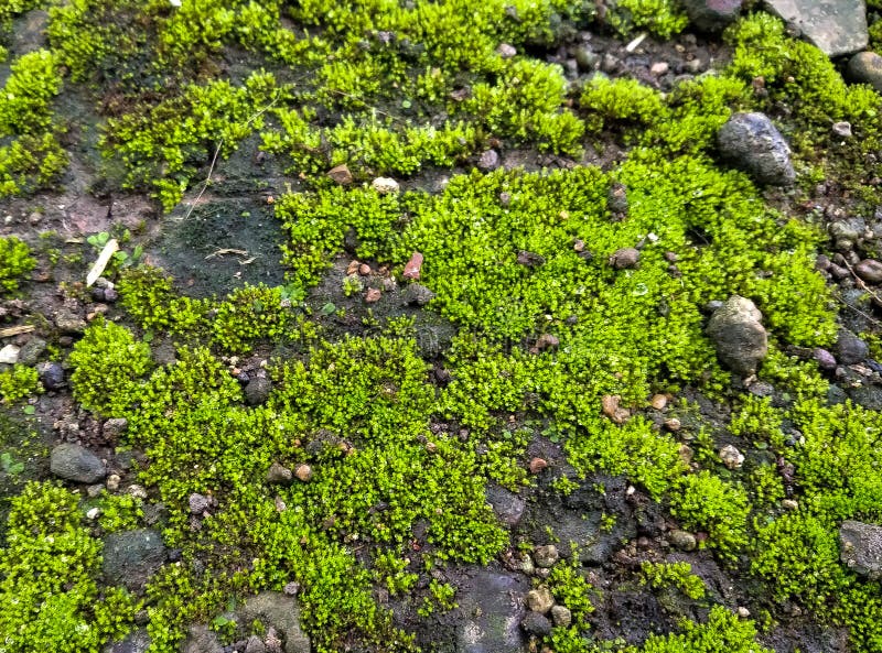 Fresh Green Moss, Moss Growing on the Ground Stock Photo - Image of ...