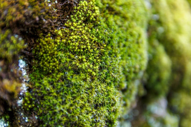 Fresh Green Moss on the Mountains Stock Photo - Image of grow, impact ...