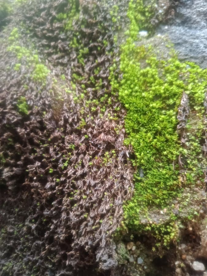 Fresh Green Moss on the Stone Wall among Other Moss in the Front Yard ...