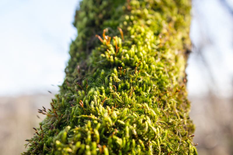 Fresh Green Moss on a Tree Trunk Stock Photo - Image of branch, calm ...