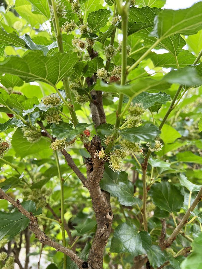 Green Mulberry Leaves of a Tree Stock Photo - Image of young, branch ...