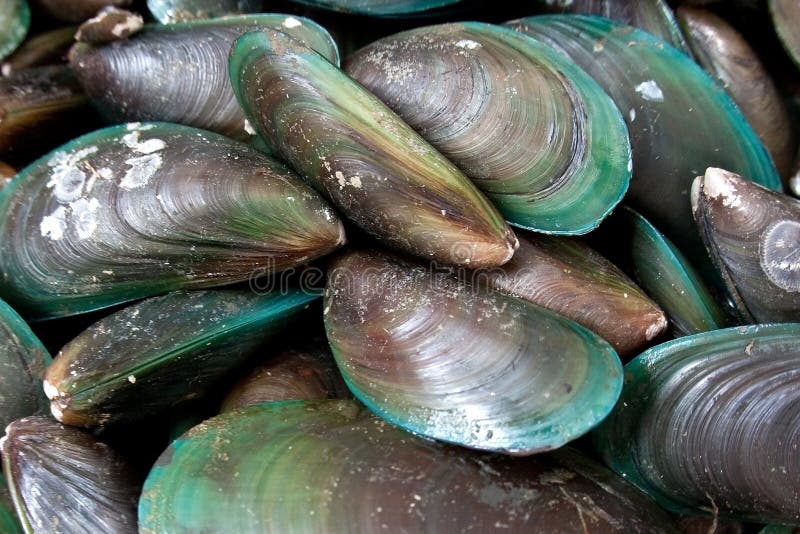 Eatable mussels on rocks stock image. Image of food, beach - 15351685