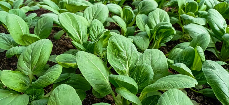 Fresh and green mustard stock photo. Image of vegetable - 226895076