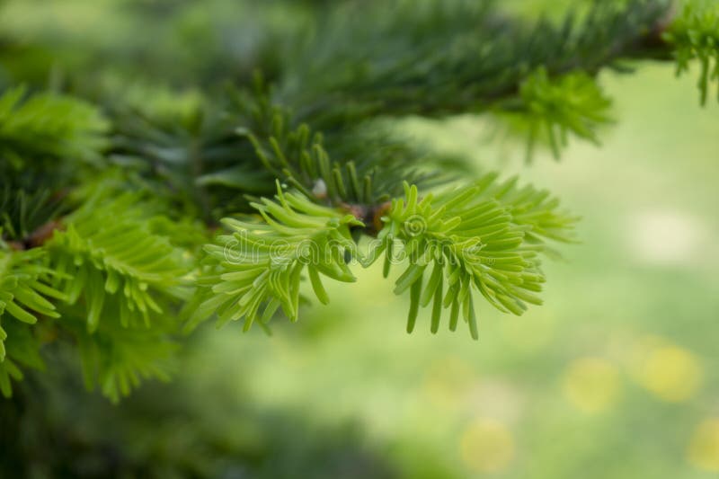 Fresh Green Needles on a Conifer in Spring Stock Photo - Image of ...