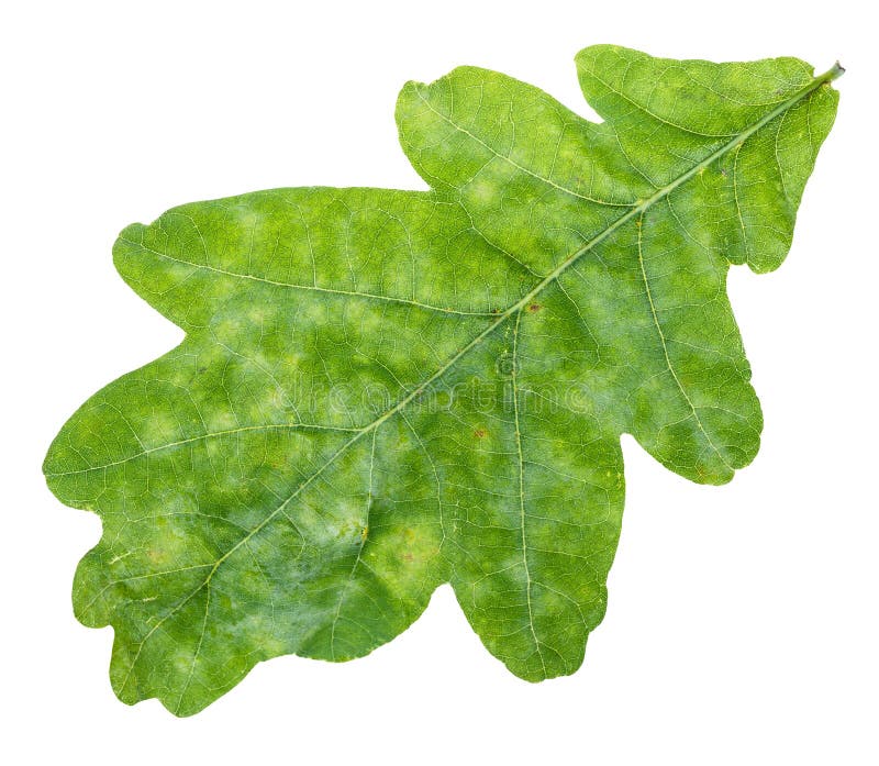 Fresh Green Oak Leaf Close Up Isolated on White Stock Photo - Image of ...