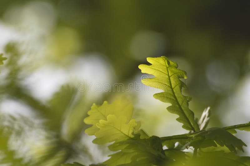 Fresh green oak leaves stock image. Image of background - 39561583