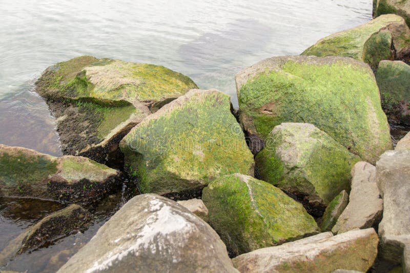 Fresh green ocean stock image. Image of plant, green - 68196037