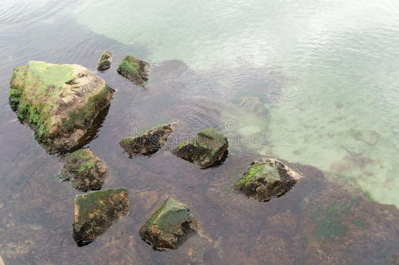 Fresh green ocean stock image. Image of pebble, overgrown - 68196065