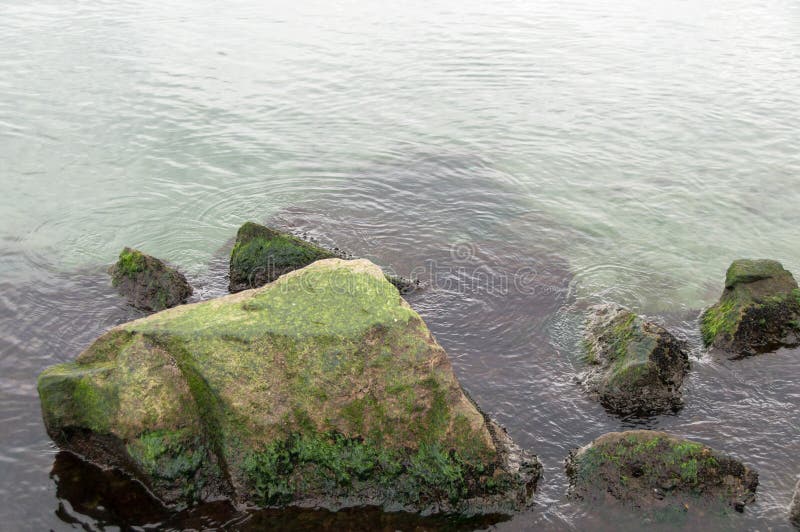 Fresh green ocean stock image. Image of fresh, plant - 68196085