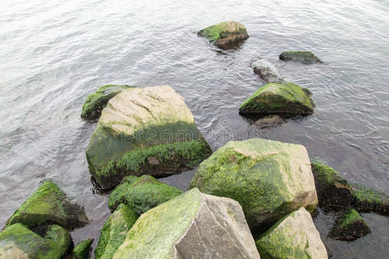 Fresh green ocean stock image. Image of plant, green - 68196037