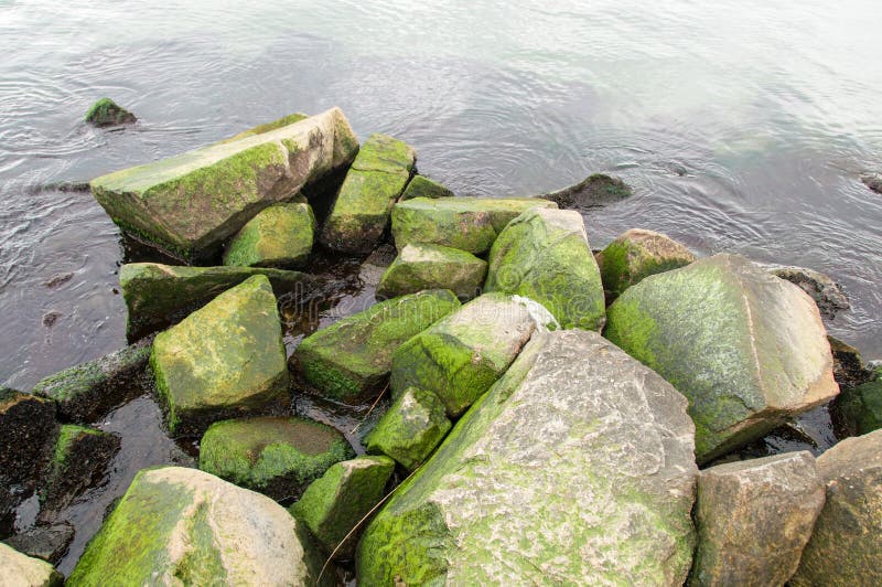 Fresh green ocean stock image. Image of plant, green - 68196037