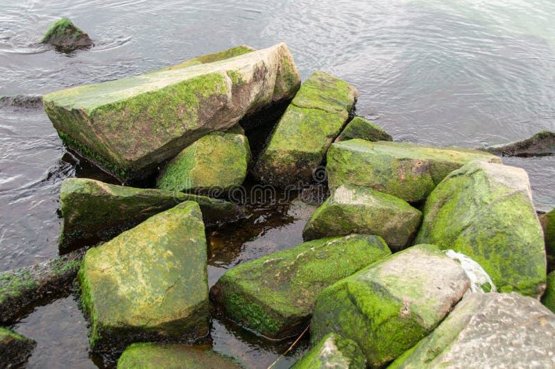 Fresh green ocean stock image. Image of pebble, nature - 68196135