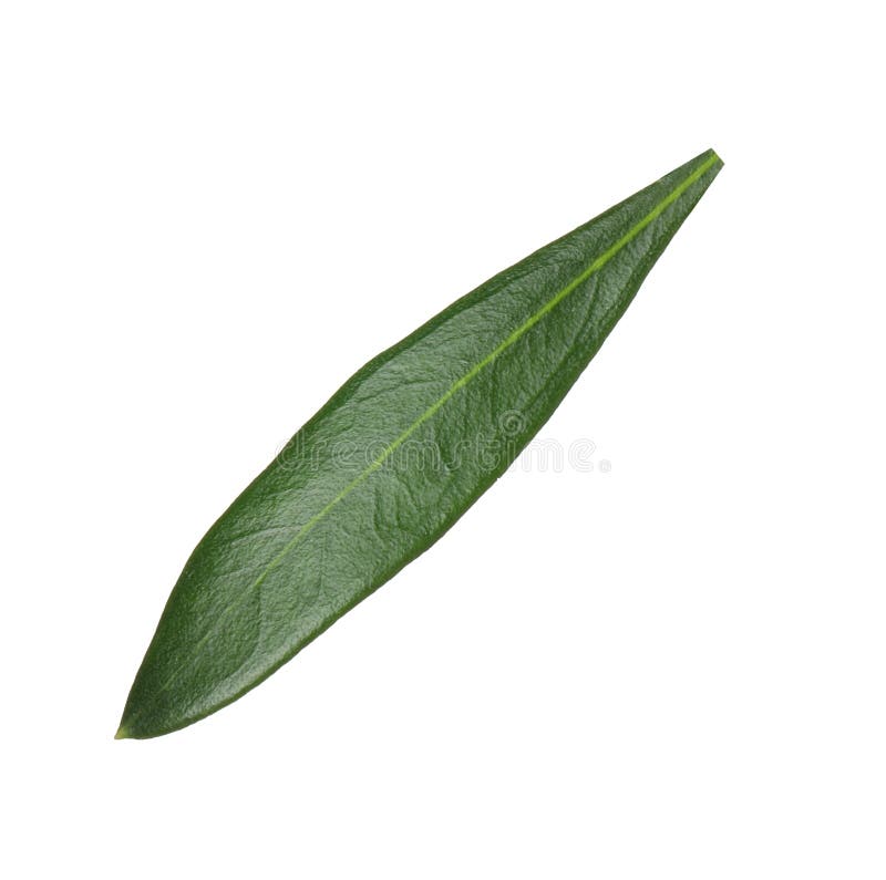 Fresh Green Olive Leaf Isolated on White Stock Image - Image of foliage ...