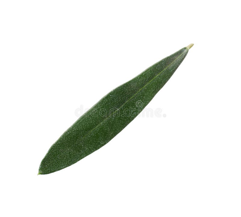 Fresh Green Olive Leaf Isolated on White Stock Photo - Image of organic ...