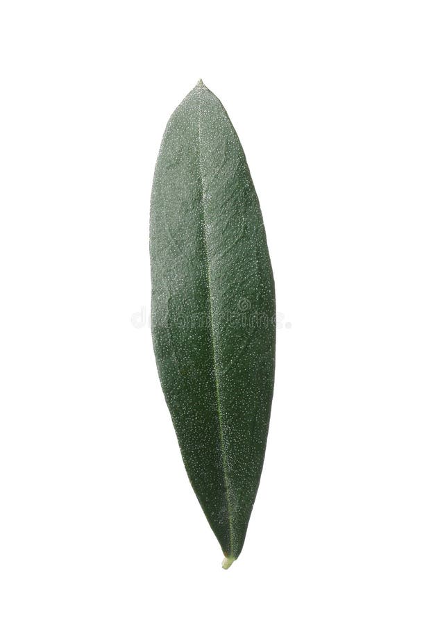 Fresh Green Olive Leaf Isolated on White Stock Image - Image of natural ...