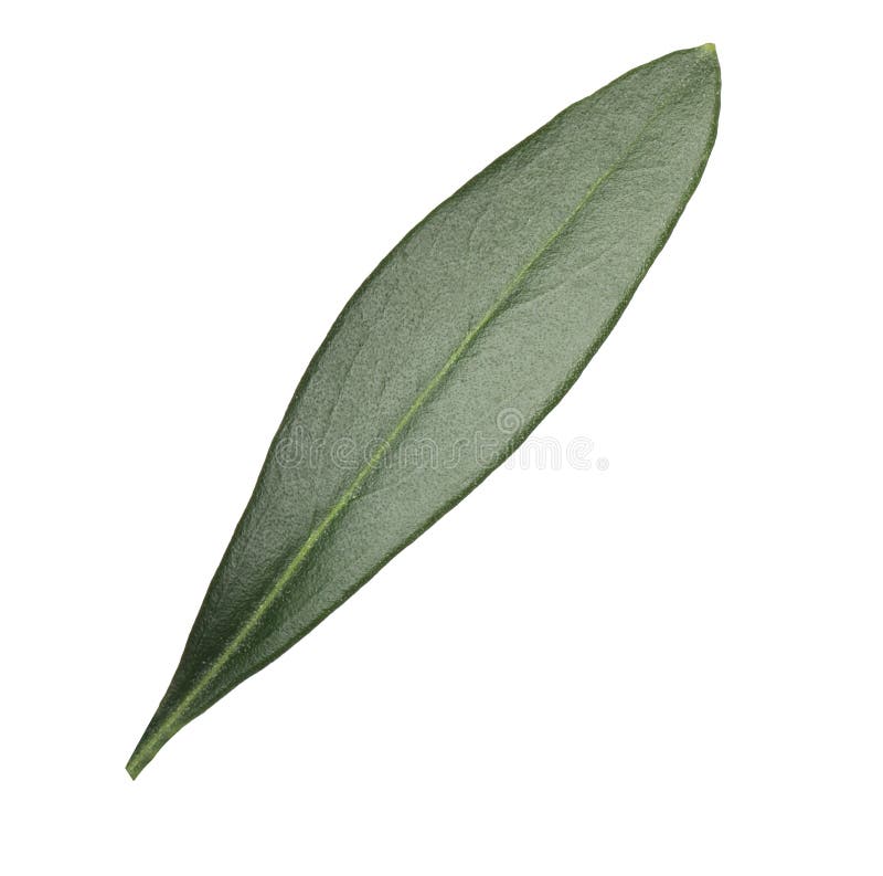 Fresh Green Olive Leaf Isolated on White Stock Image - Image of green ...