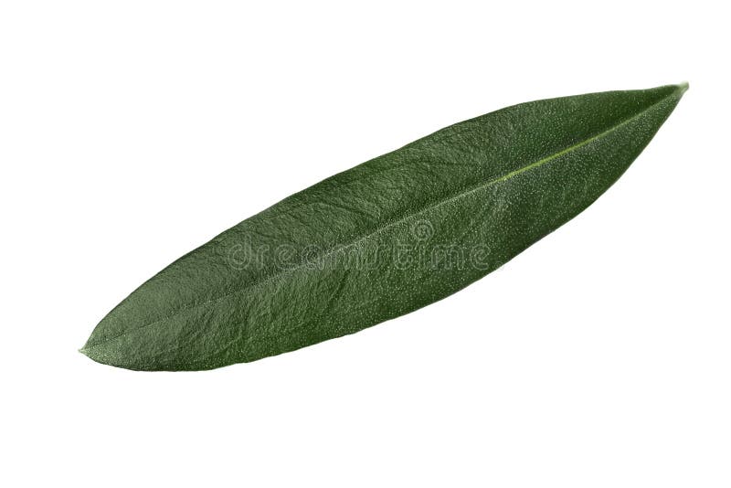 Fresh Green Olive Leaf on White Background Stock Image - Image of flora ...