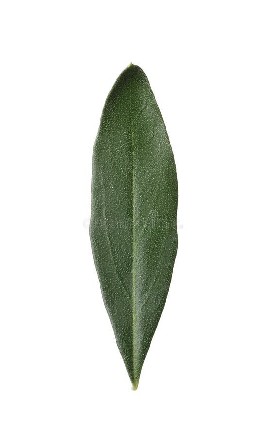 Fresh Green Olive Leaf on White Background Stock Image - Image of ...