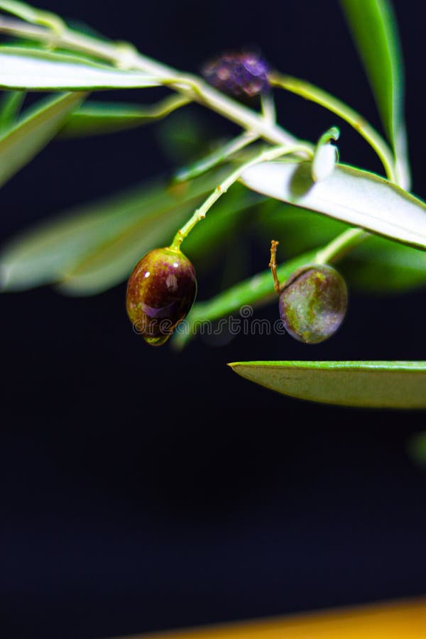 Fresh Green Olives and Leaves Captures Natural Purity Stock Photo ...