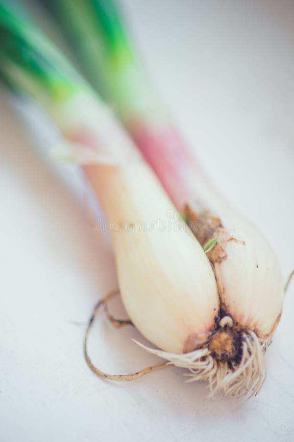 Fresh Green Onion with Roots Close Up Stock Photo - Image of culinary ...