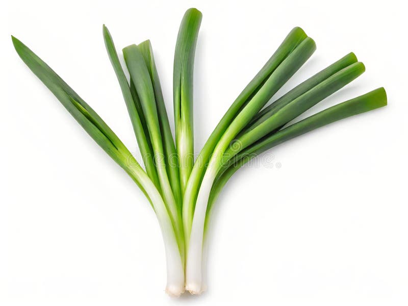 Fresh Green Onion on White Background Stock Illustration - Illustration ...