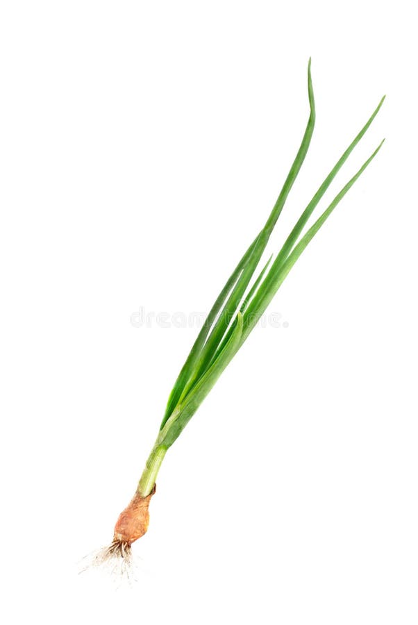 Fresh Green Onions with Bulb and Root Stock Image - Image of vegetable ...
