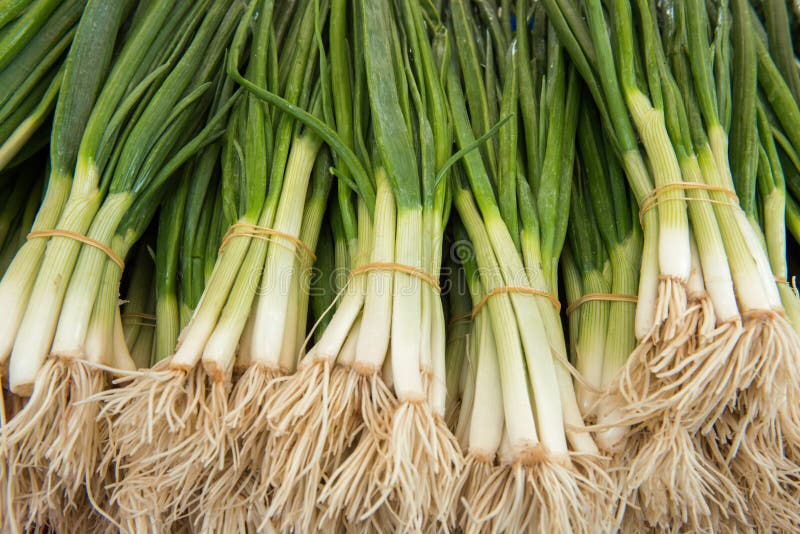 Fresh green onions stock image. Image of healthy, background - 187097337