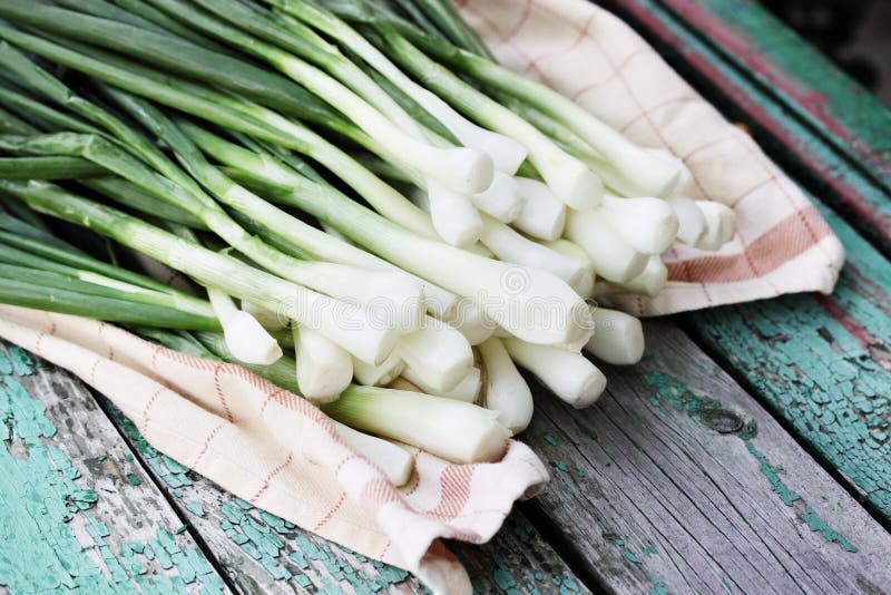 Fresh green onions stock photo. Image of oldfashioned - 66329192