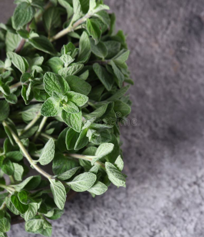 Fresh Green Oregano Fragrant Stock Photo - Image of ingredient, fresh ...