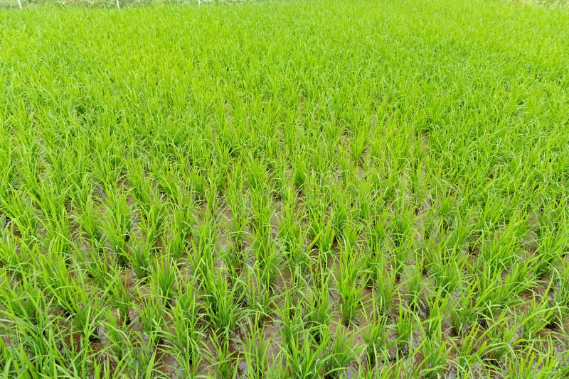 Green Paddy on the Field Horizontal Composition Stock Image - Image of ...