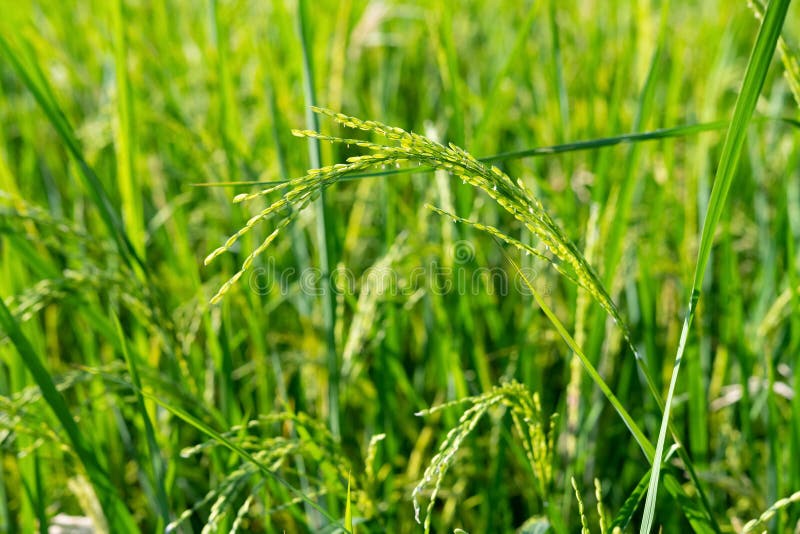 Fresh Green Paddy on Field Horizontal Composition Stock Image - Image ...