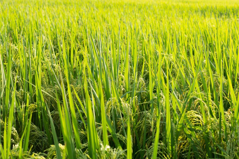 Fresh Green Paddy on the Field Inmorning Horizontal Composition Stock ...