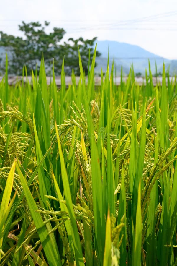 Fresh Green Paddy on Field Vertical Composition Stock Photo - Image of ...