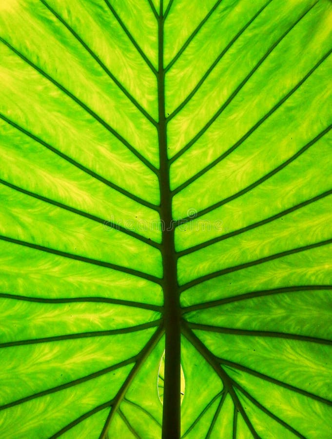 Fresh green palm leaf stock image. Image of palm, plant - 44837933