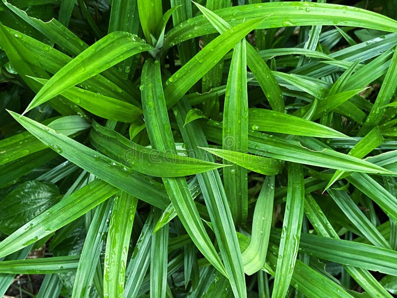 A Fresh Green Pandan Leaf with Water Drop on Top View, Green Pandan ...
