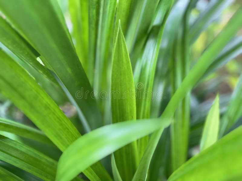 Pandan leaves stock photo. Image of aroma, pandan, leaves - 263133754