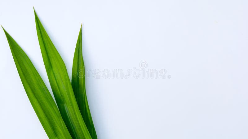 Fresh Green Pandan Leaves on White Background Stock Photo - Image of ...