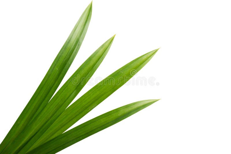 Fresh Green Pandan Screwpine Leaves Isolated on White Stock Photo ...
