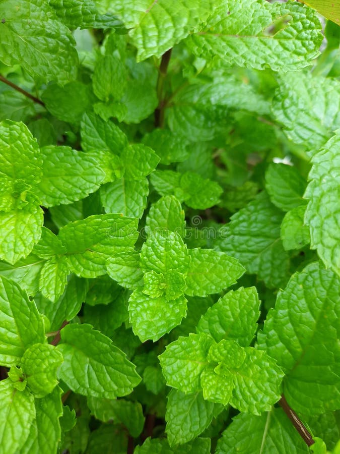 Green papermint on nature stock photo. Image of menthol - 207925388