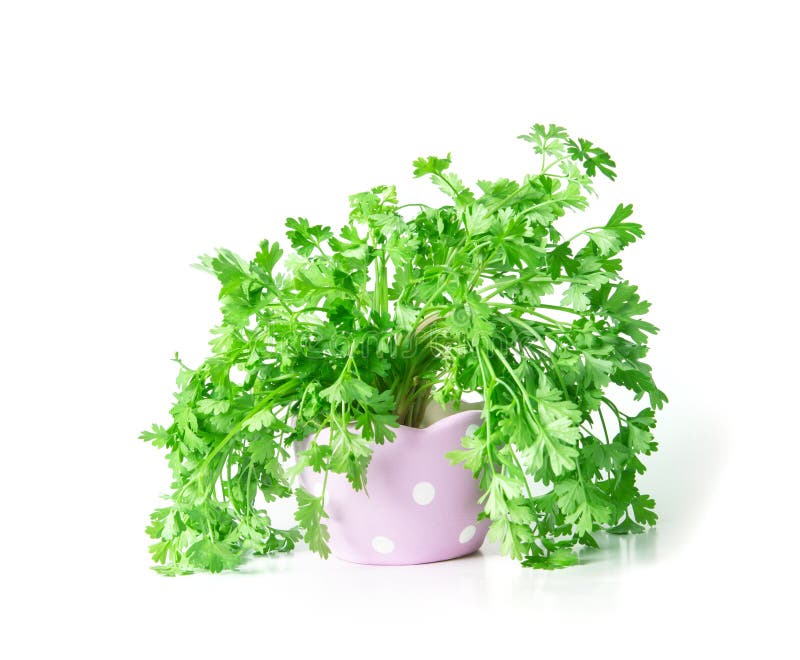 Fresh Green Parsley Purple Cute Pot White Background Stock Photos ...