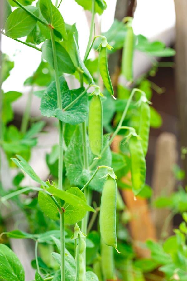 Fresh green pea bushes stock photo. Image of closeup - 87264470