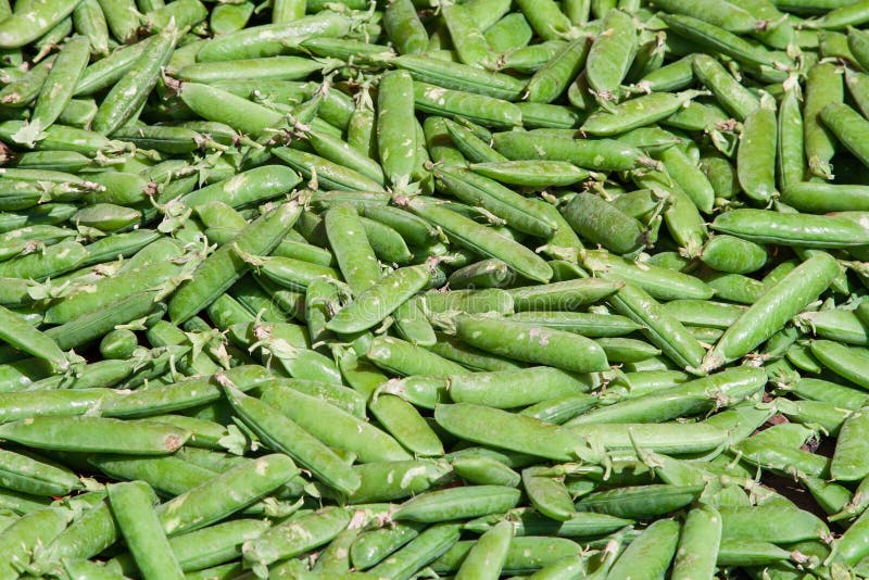 Fresh green pea pods stock photo. Image of agriculture - 26310574